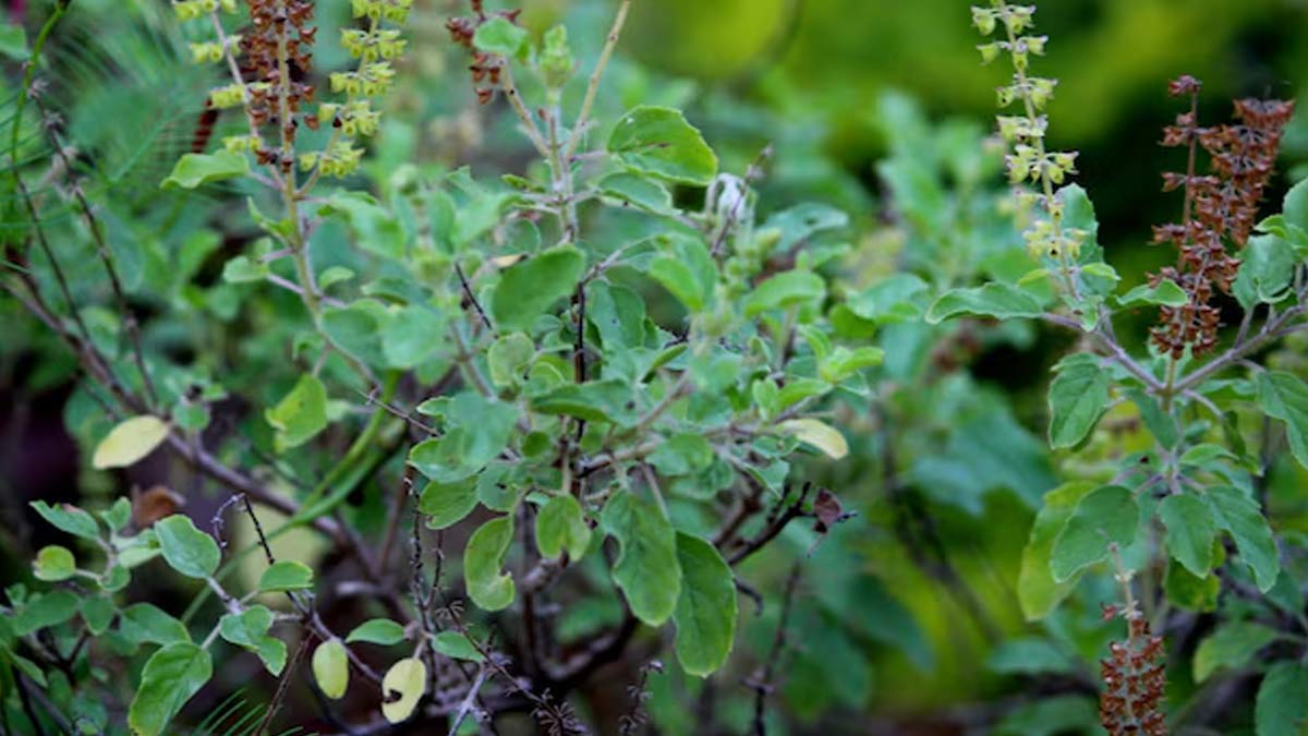 How To Care For Your Tulsi Plant At Home: Essential Tips | HerZindagi