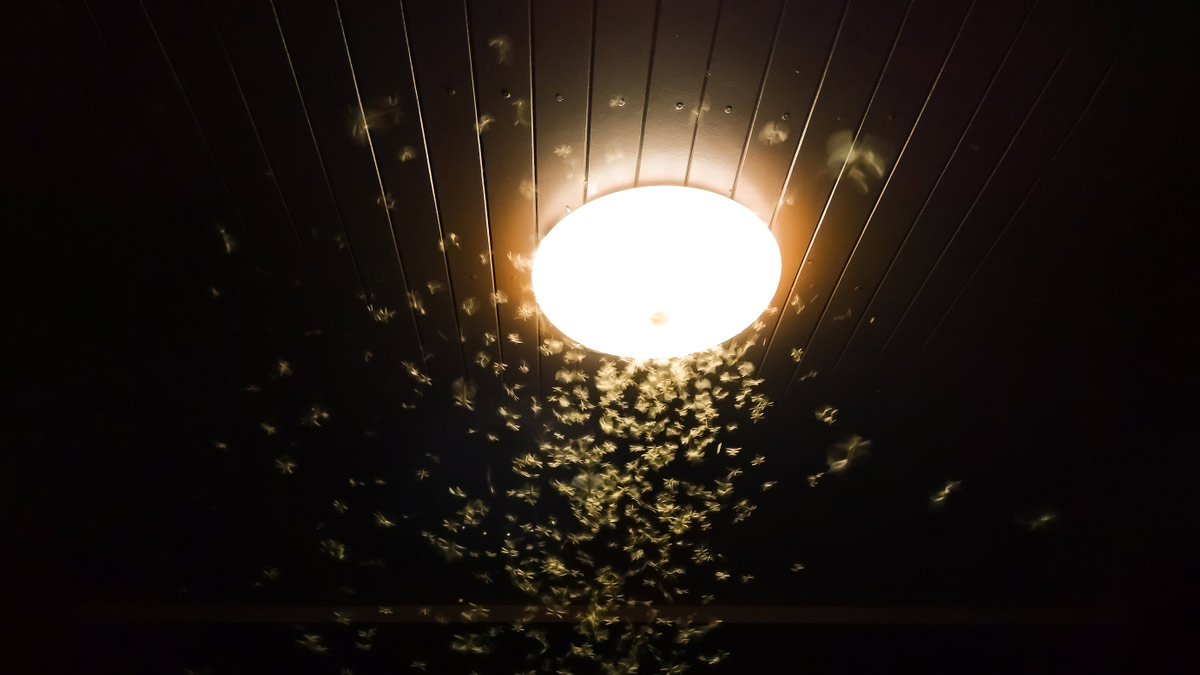 6 Tips To Get Rid of Insects Attracted To Light | HerZindagi
