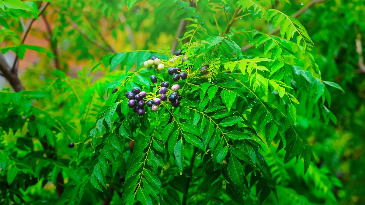 5 Tips How To Care For Your Curry Patta Plant At Home | HerZindagi