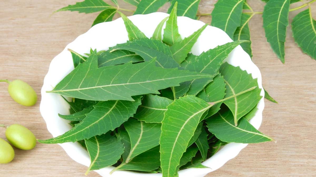 4 Unique Benefits Of Eating Neem Leaves On An Empty Stomach | HerZindagi 4 Unique Benefits Of Eating Neem Leaves On An Empty Stomach | HerZindagi
