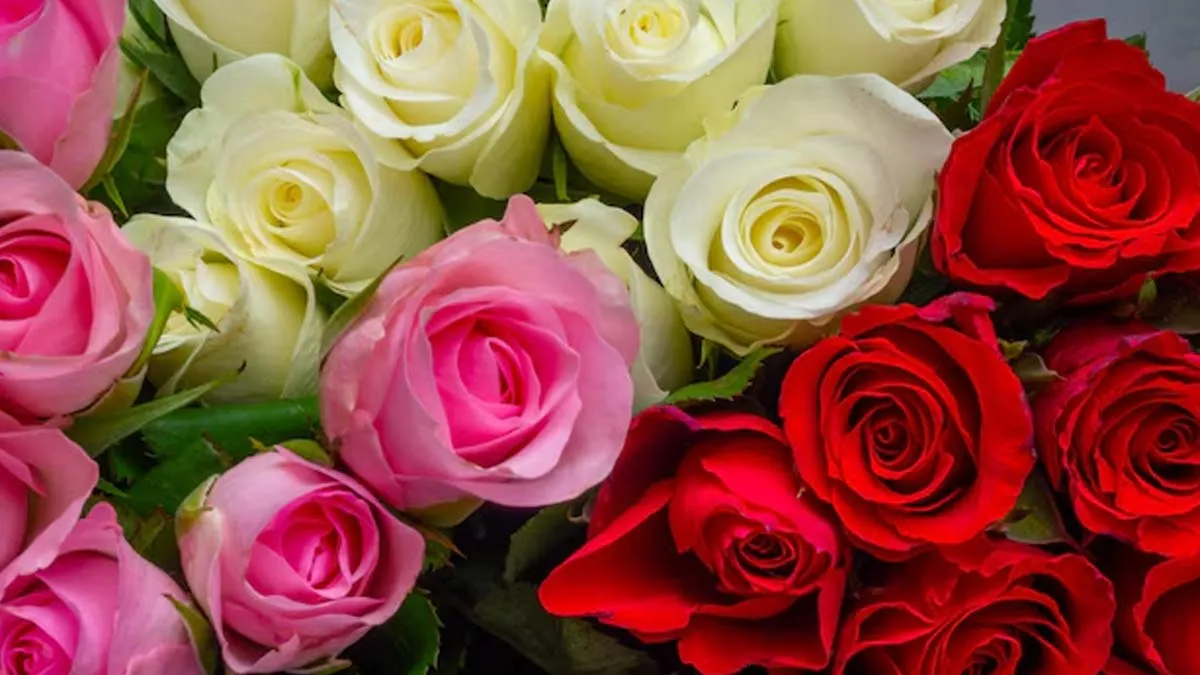 Rose Day 2025: Here’s The Best Rose Colour For Each Zodiac Sign, As Per ...