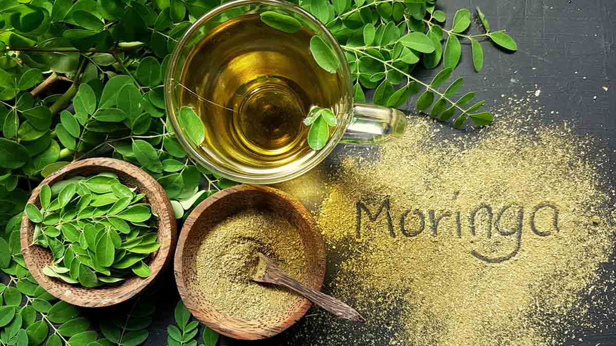 Moringa Plant Care: 5 Tips To Follow To Ensure Healthy Growth | HerZindagi