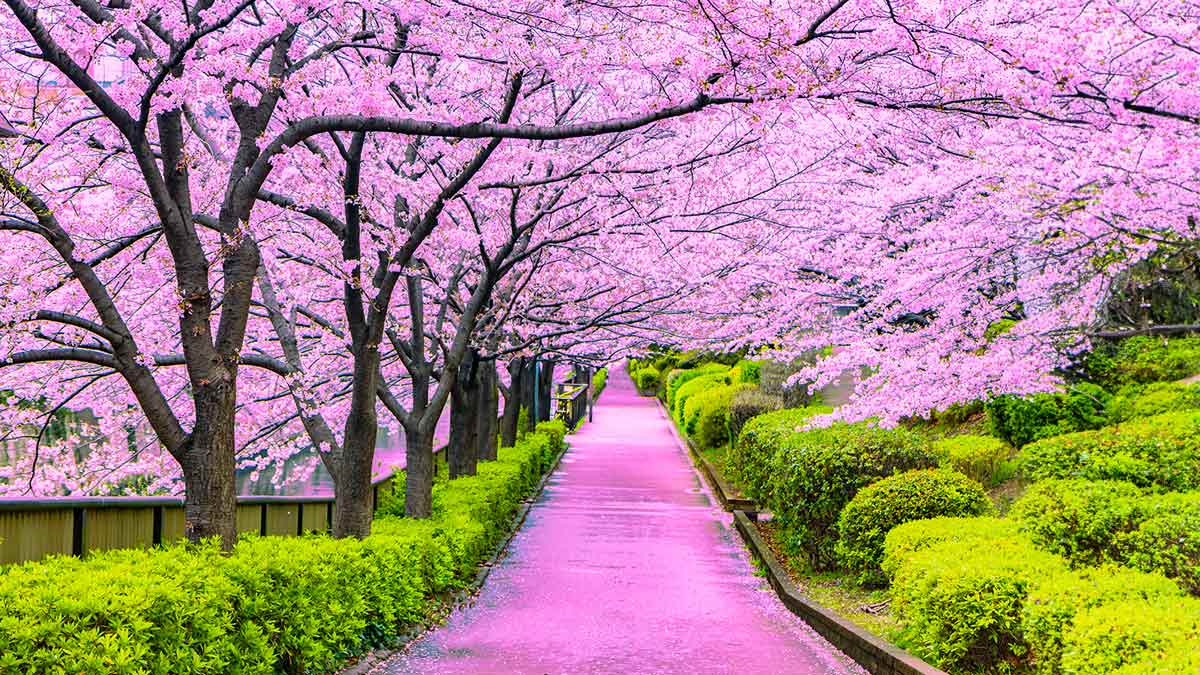 Japan's Cherry Blossom Season Is Here: 4 Reasons You Should Visit For ...
