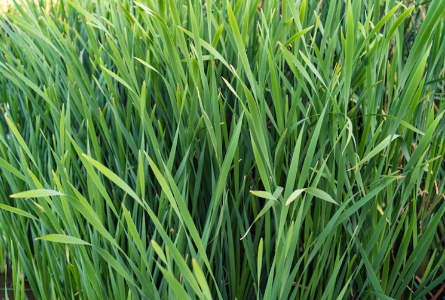 6 Natural Plants That Help Keep Lizards Out of Your House | Herzindagi