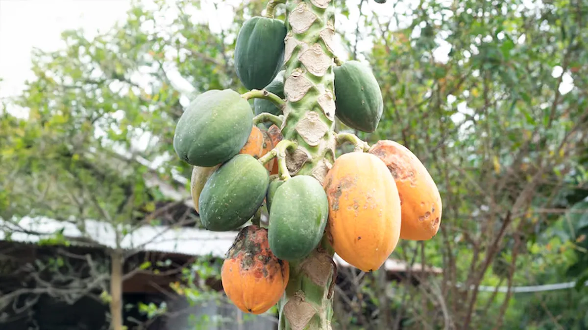 How to Grow Papaya Tree From Seeds in Pots at Home | Herzindagi