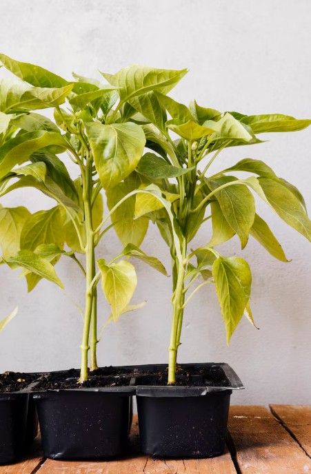 How to Grow Papaya Tree From Seeds in Pots at Home | Herzindagi