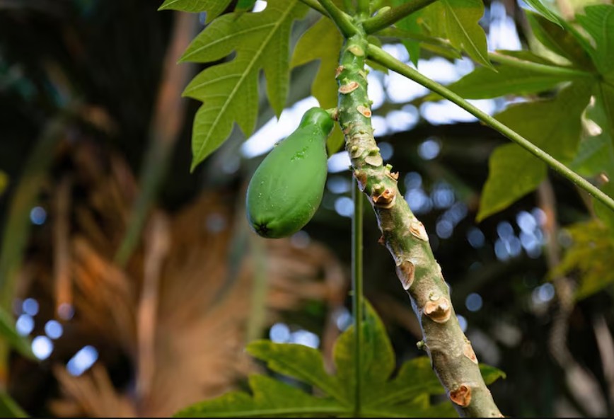 How to Grow Papaya Tree From Seeds in Pots at Home | Herzindagi