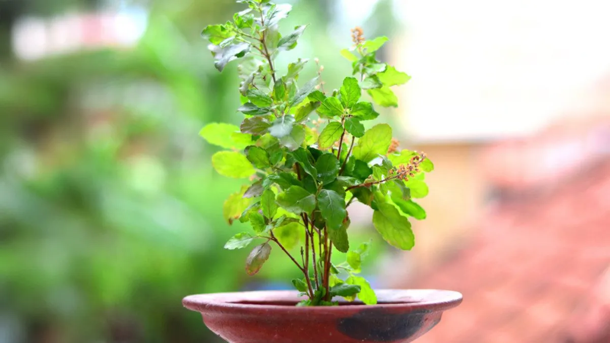 7 Simple Winter Care Tips for Tulsi Plant | Herzindagi