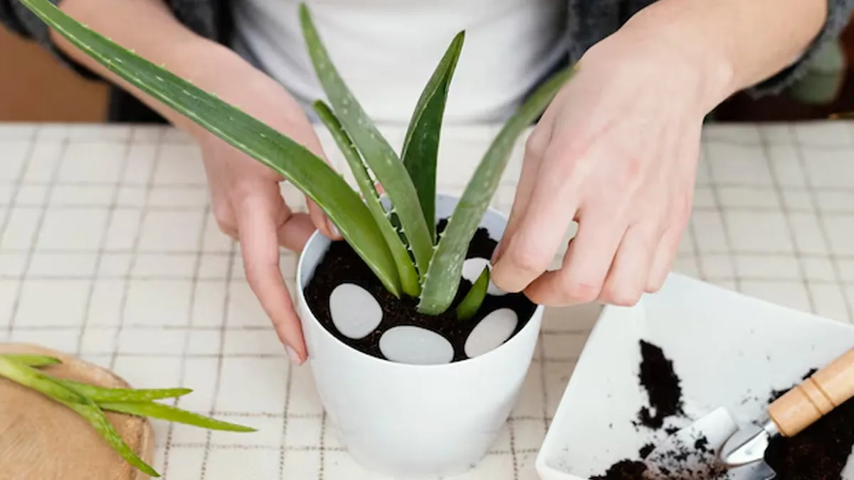 Aloe Vera Plant Winter Care Tips: How To Keep Aloe Vera Healthy During ...