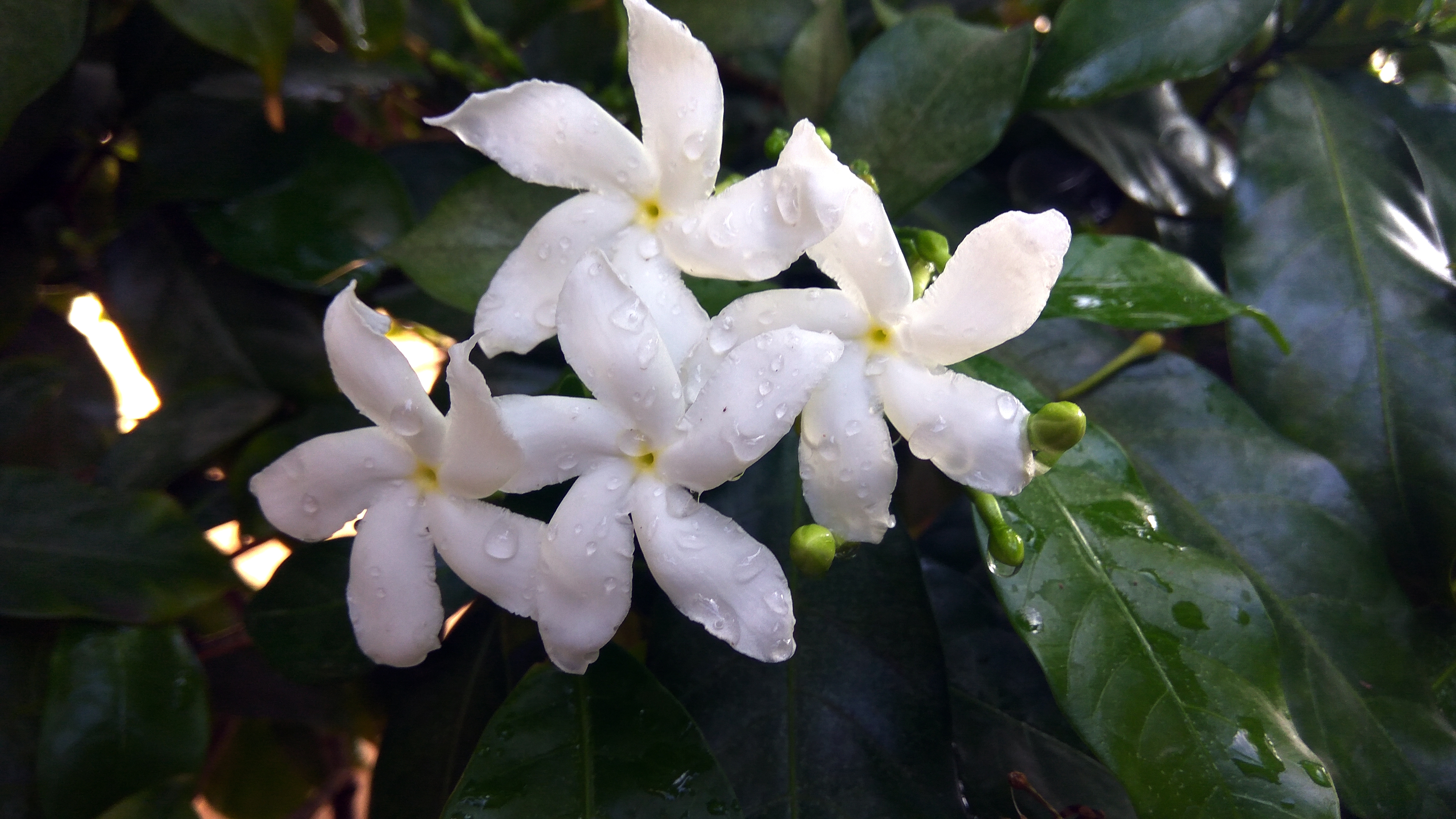 5 Fast-growing Climbers That Are Low Maintenance | Herzindagi