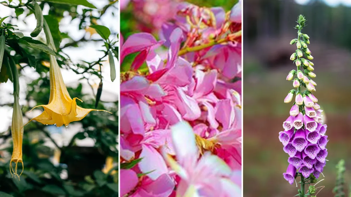 5 Flowers That Look Safe But Are Deadly | Herzindagi