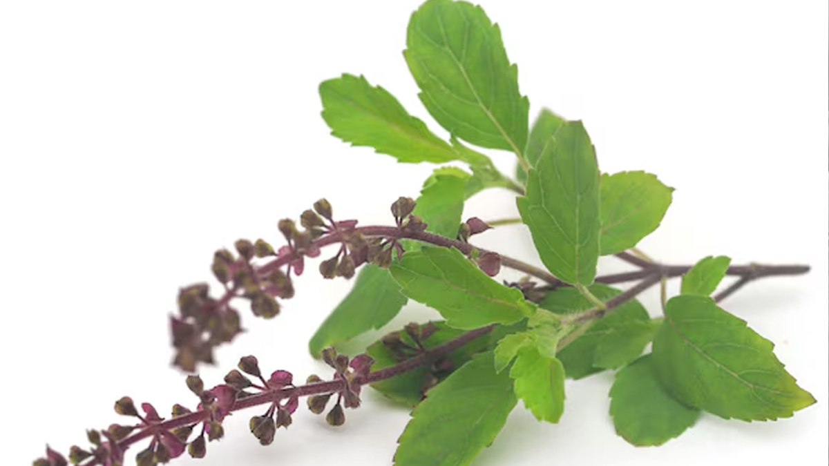 Tulsi Plant Care Tips For Summer: 5 Ways To Keep Holy Basil Healthy In ...