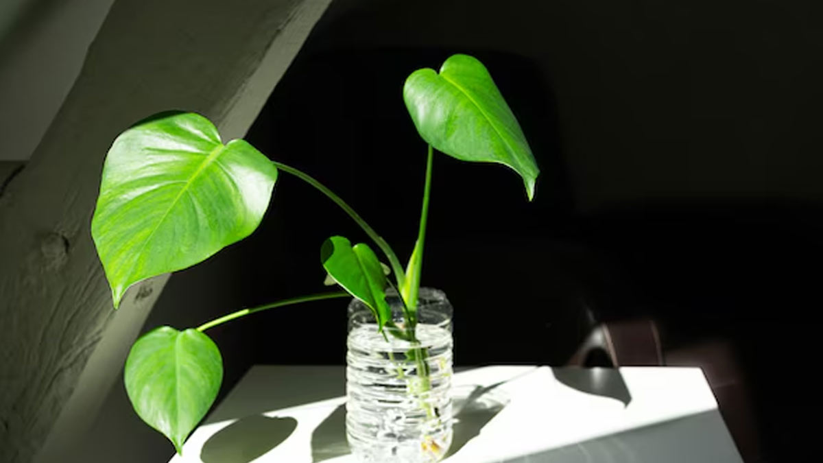 7 Beautiful Indoor Plants That Grow Easily In Water Without Soil ...