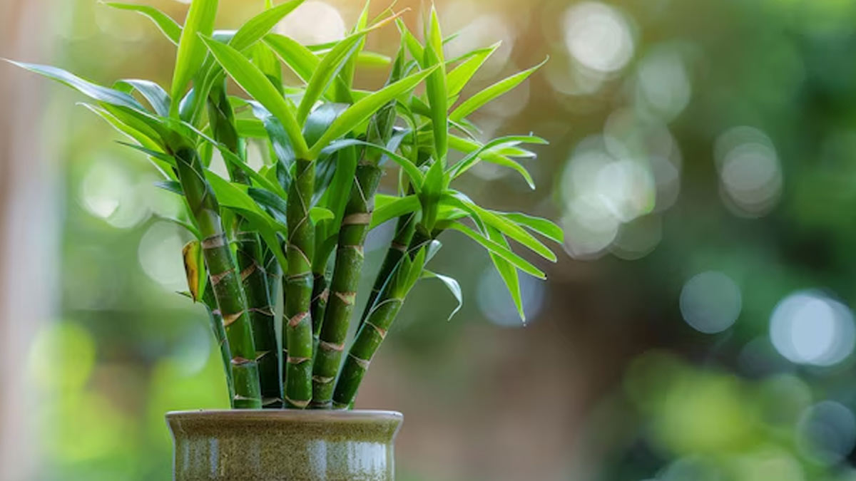 7 Beautiful Indoor Plants That Grow Easily In Water Without Soil ...