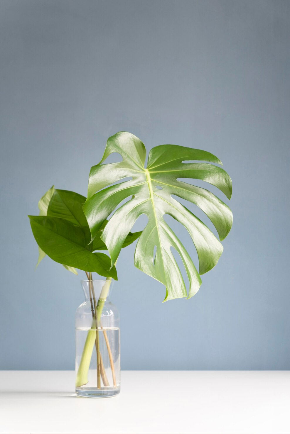 7 Beautiful Indoor Plants That Grow Easily In Water Without Soil ...