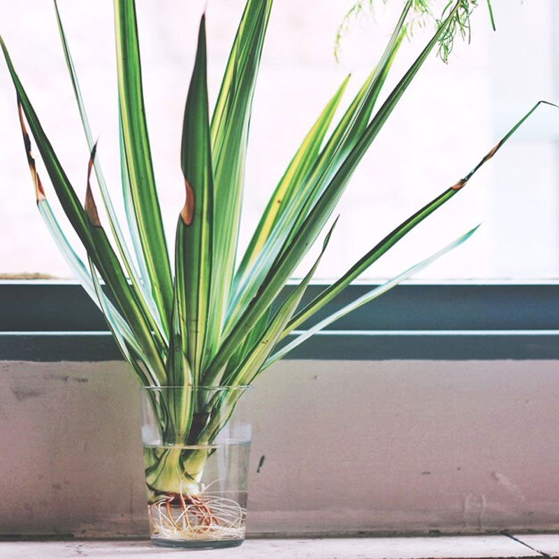 7 Beautiful Indoor Plants That Grow Easily In Water Without Soil ...
