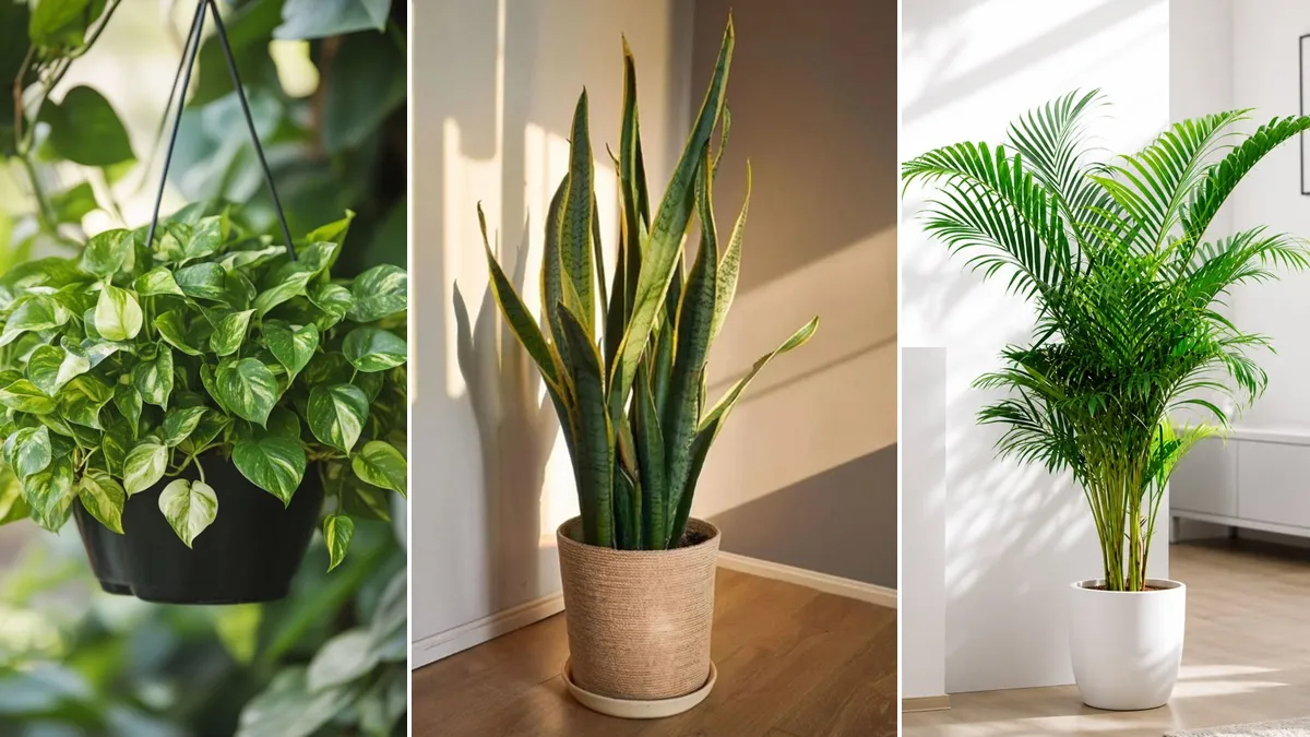 5 Air-Purifying Plants That Handle Summer Heat Easily | Herzindagi