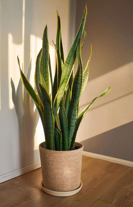 5 Air-Purifying Plants That Handle Summer Heat Easily | Herzindagi