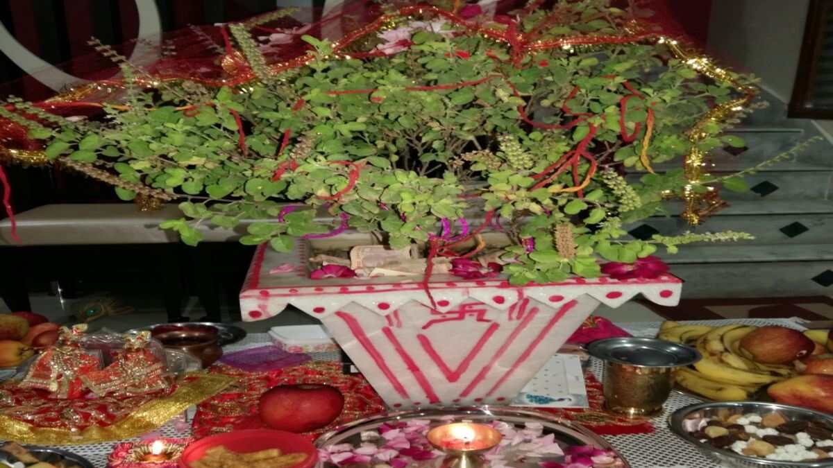 Ashwin Month 2024: अश्विन माह में किस विधि से करें तुलसी की पूजा ...