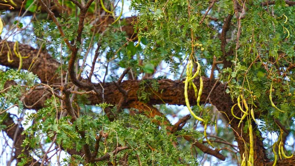 किन राशियों को खैर के पेड़ की पूजा-अर्चना करने से बचना चाहिए? | which ...