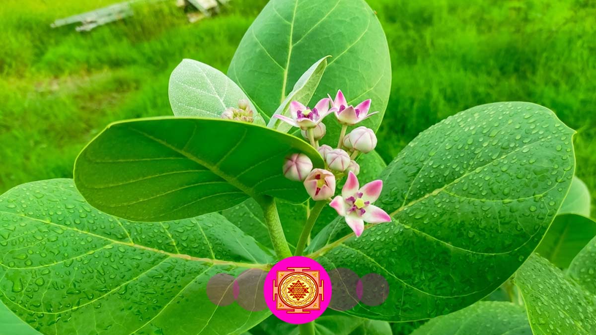 क्या घर में आक का पौधा लगाना ठीक है? जानें वास्तु के नियम | can we keep ...