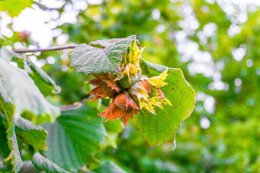 Hazelnut Tree| How is Hazelnut Grown| Gardening Hazelnut| गार्डन के ...
