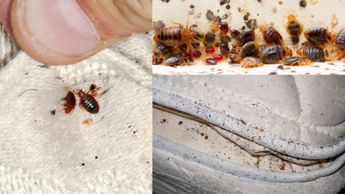 पलंग और गद्दों में खटमलों ने मचा रखा है आतंक? इन 3 आसान ट्रिक्स से पाएं ...