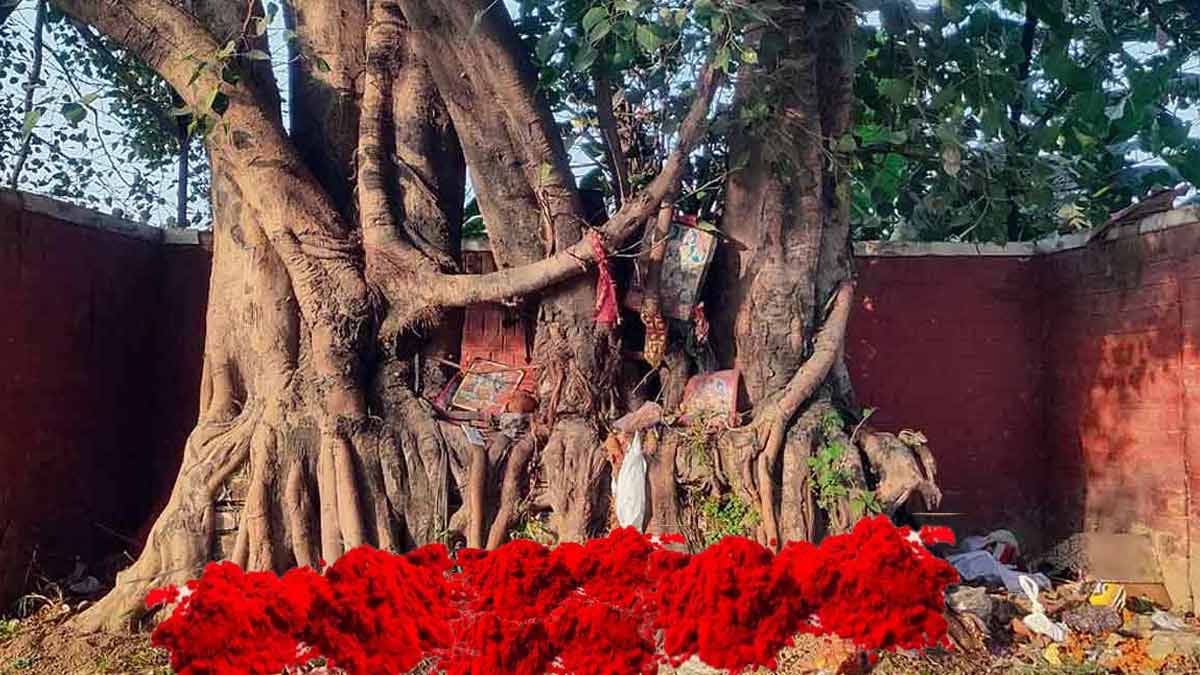 पीपल पर सिंदूर चढ़ाने से क्या होता है? | what happens if we offer ...