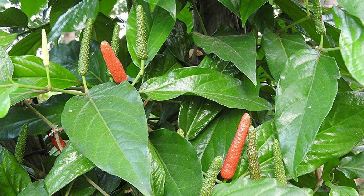 Long Pepper Plant: घर पर आसानी से आप भी लगा सकते हैं पिप्पली का पौधा ...