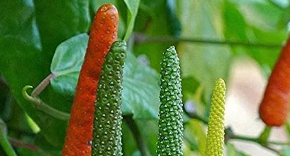Long Pepper Plant: घर पर आसानी से आप भी लगा सकते हैं पिप्पली का पौधा ...