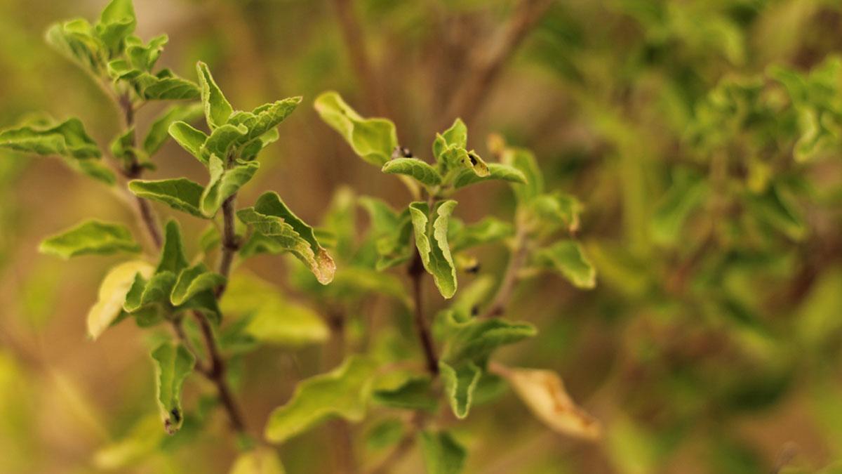 Tulsi Plant Care Tips: ओस से मुरझाने लगा है तुलसी का पौधा, हरा-भरा रखने ...