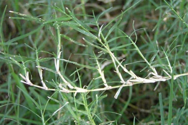 घास और दूर्वा में क्या होता है अंतर, जानें कैसे करें इसकी पहचान | what ...