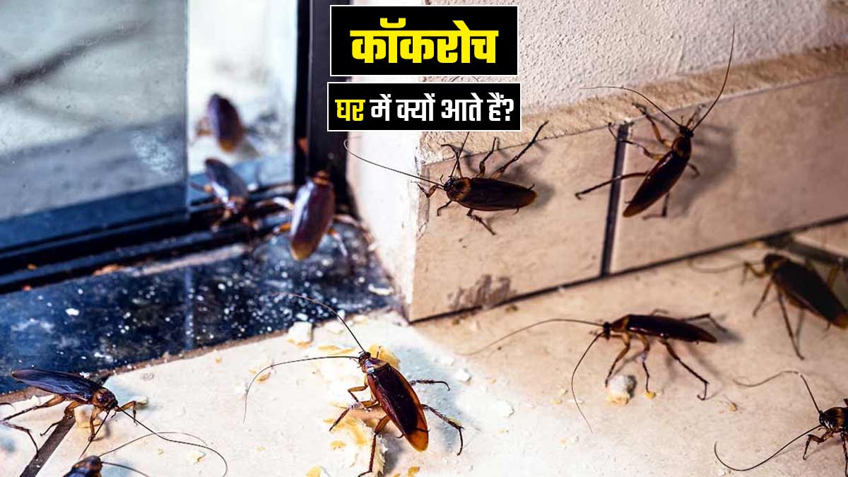 Cockroaches घर में क्यों आते हैं? पहले जानें वजह, तभी होगा तिलचट्टों का ...