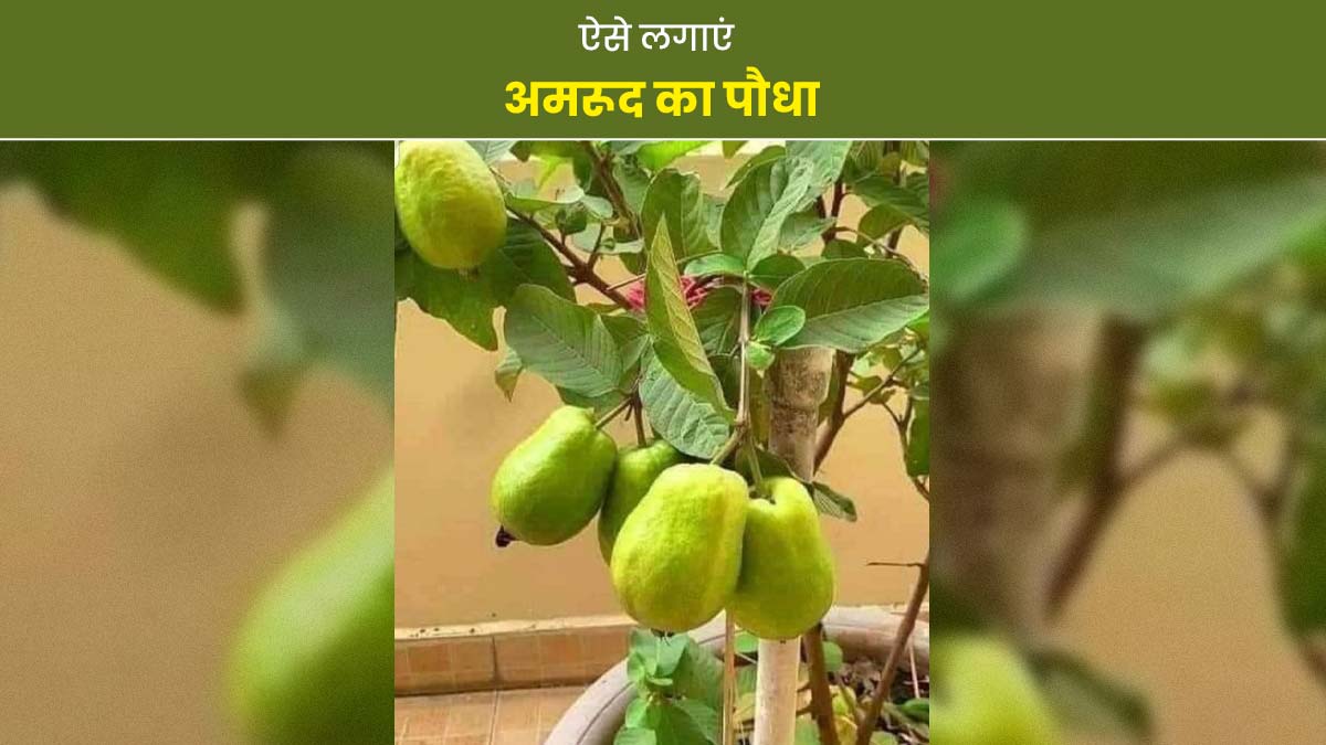 मिट्टी में इस तरह दबा दें अमरूद का कटा हुआ टुकड़ा, एक से ही निकल आएंगे ...