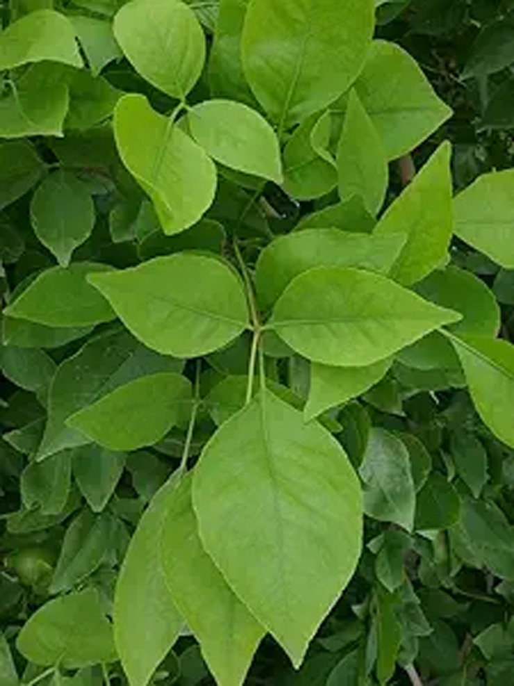 3 ही नहीं इतने पत्तों वाले चढ़ाएं बेलपत्र, भगवान शिव की मिलेगी असीम ...