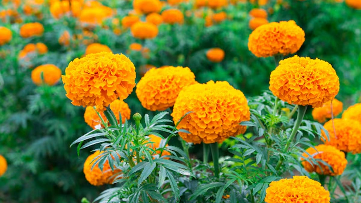 गेंदे की जड़ में डाल दें यह 1 खाद, मोटे-मोटे फूलों से भर सकता है गमला ...