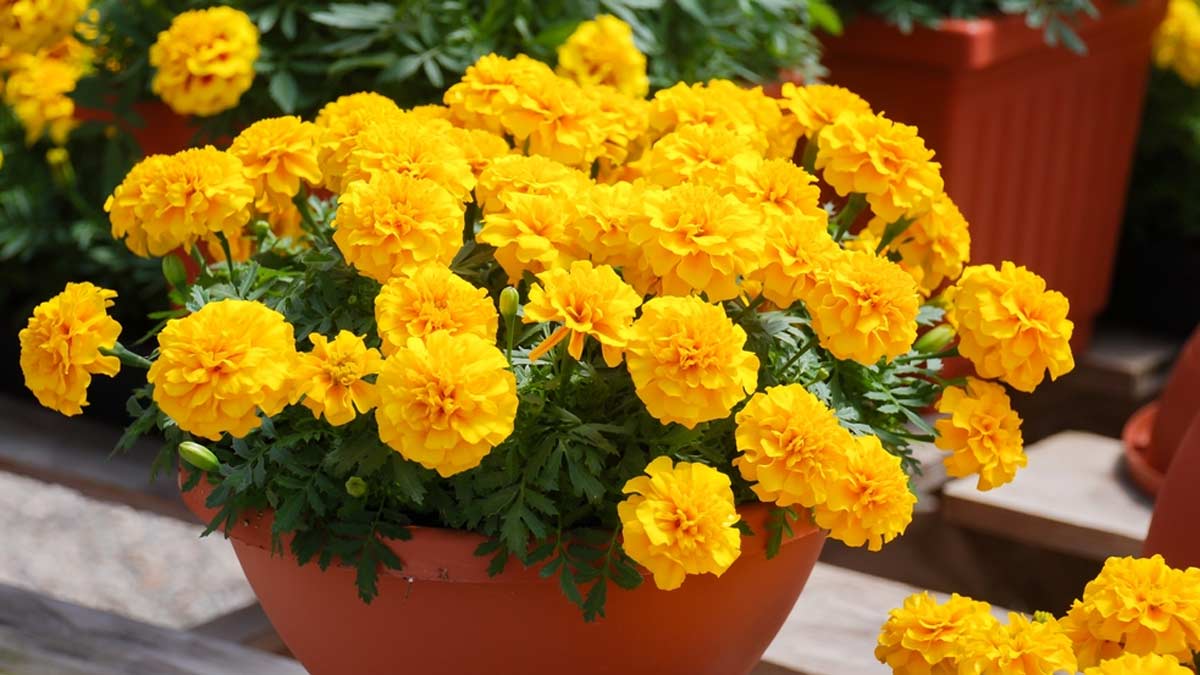 गेंदे की जड़ में डाल दें यह 1 खाद, मोटे-मोटे फूलों से भर सकता है गमला ...