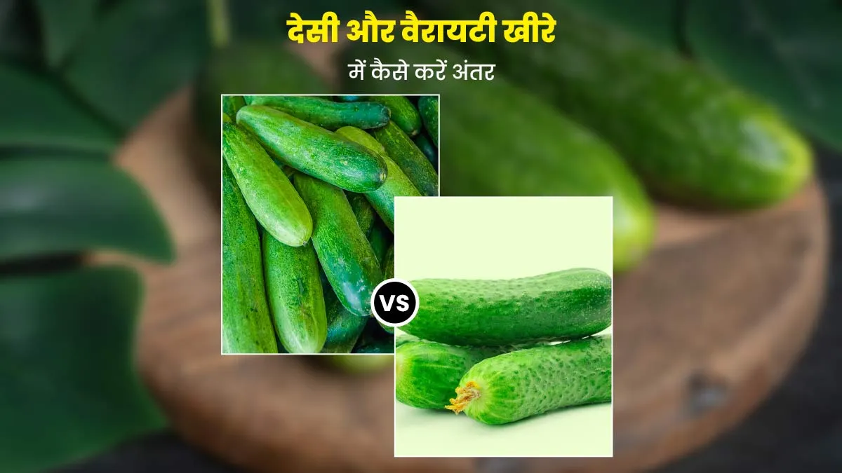 देसी और वैरायटी खीरा की कैसे करें पहचान, यहां जानें अंतर करने के तरीके ...