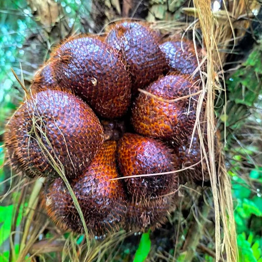 Snake Fruit: क्या आपने खाया है सांप जैसा दिखने वाला यह फल? जानें इससे ...