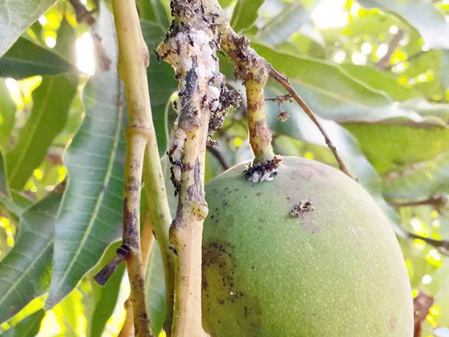 आम के पेड़ को कीड़ों से कैसे बचाएं। आमों को बचाने का नेचुरल तरीका क्या ...