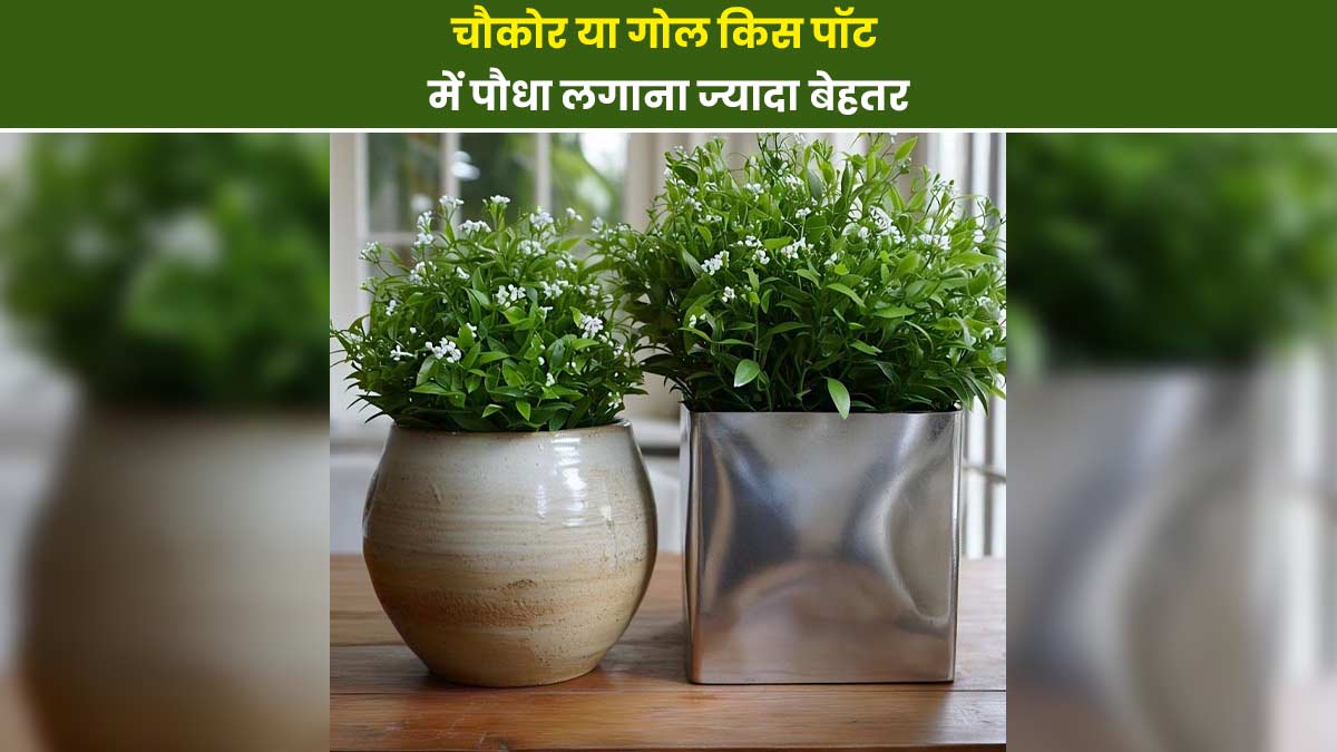 चौकोर या गोल! क्या आपको पता है किस आकार के गमले में पौधा लगाना ज्यादा ...