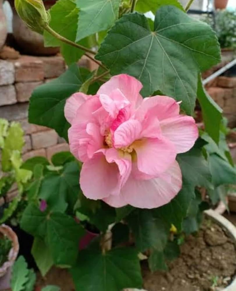 छत पर गमले में लगाएं दिन में 3 बार रंग बदलने वाला कमल का फूल...उगाना है ...