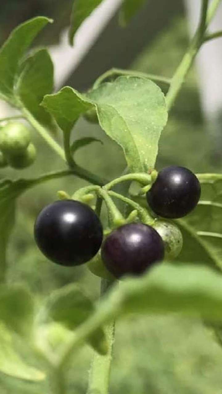 मकोय के पौधे में छिपा है कई मुश्किलों का हल, एक्सपर्ट से जानें इस्तेमाल ...