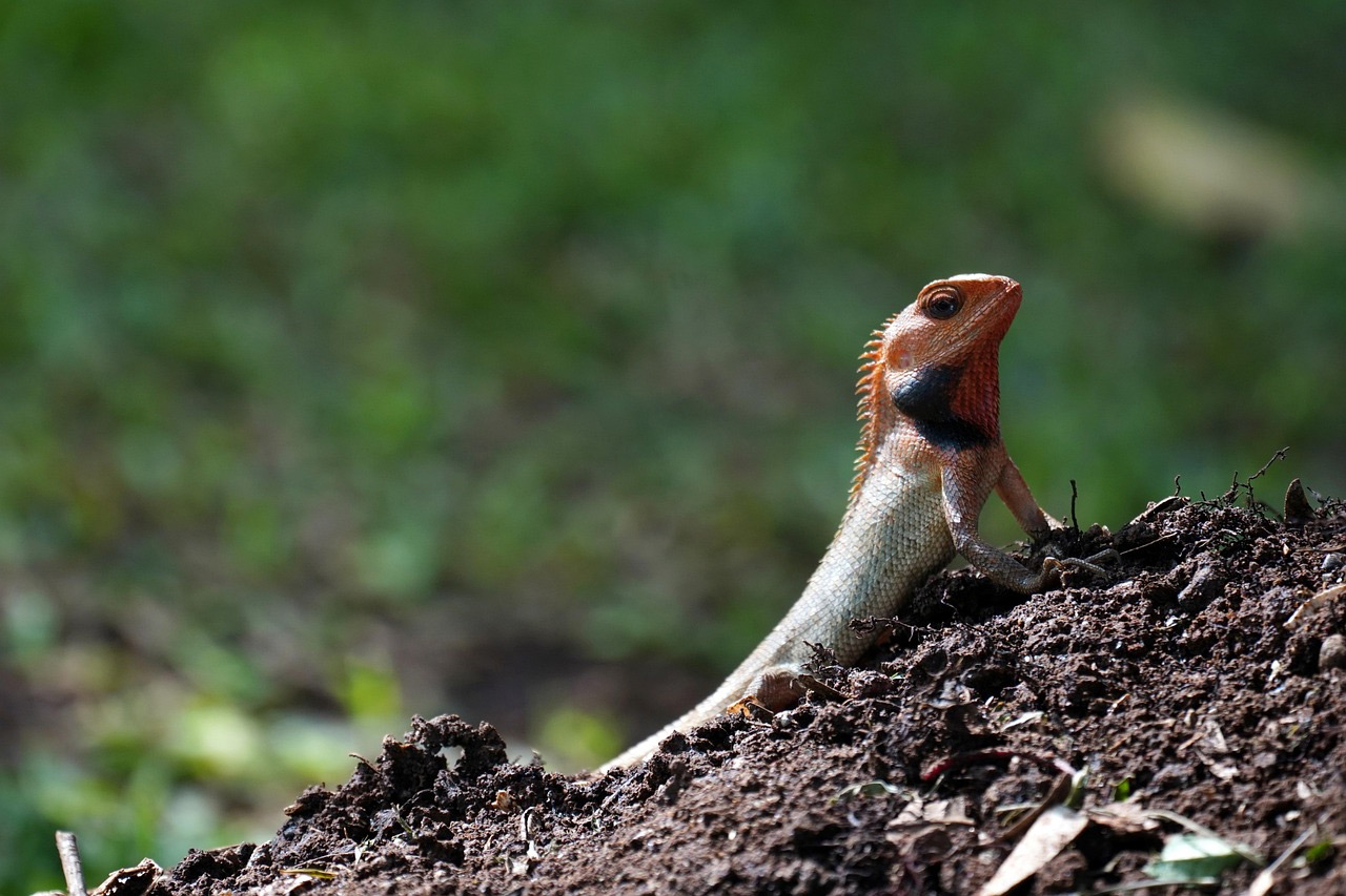 गिरगिट आपके पैर के ऊपर से रेंगता हुआ निकल जाए तो क्या होता है?, ज्योतिष ...