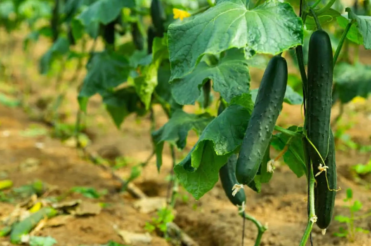 खीरे से भर जाएगी बेल, जड़ में डाल दें 5 रुपये वाला यह 1 घोल...माली की ...