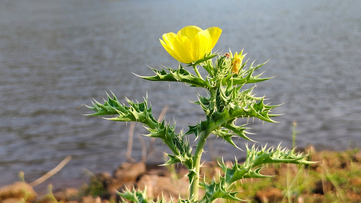 सत्यानाशी का पौधा महिलाओं के 8 रोगों को रख सकता है दूर, ऐसे करें इस् ...
