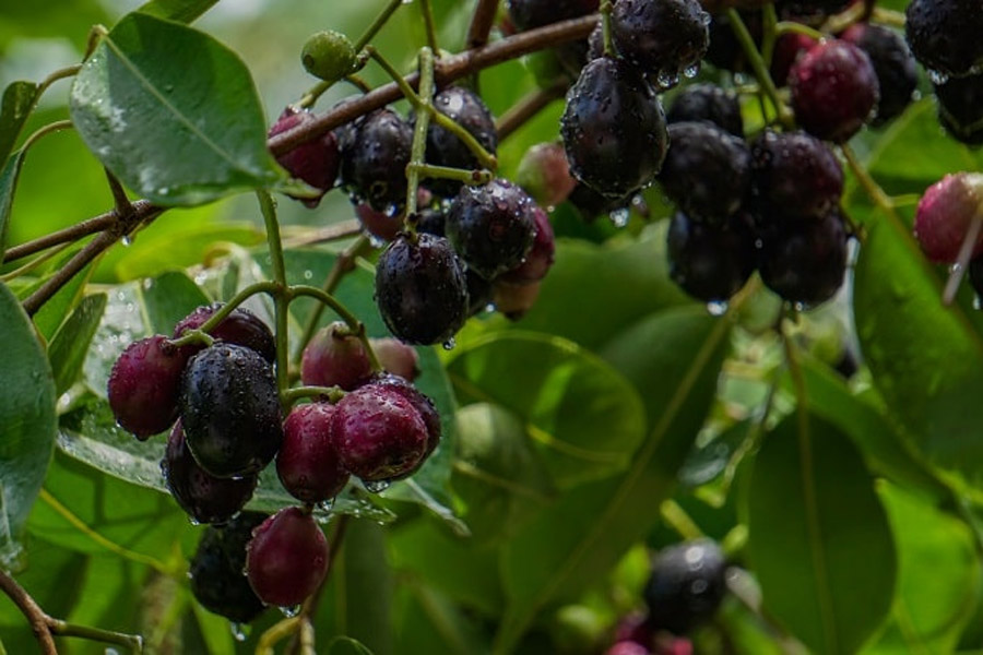 बगीचे में लगा रखा है जामुन का पेड़, इन 2 चीजों का करें छिड़काव...नहीं ...