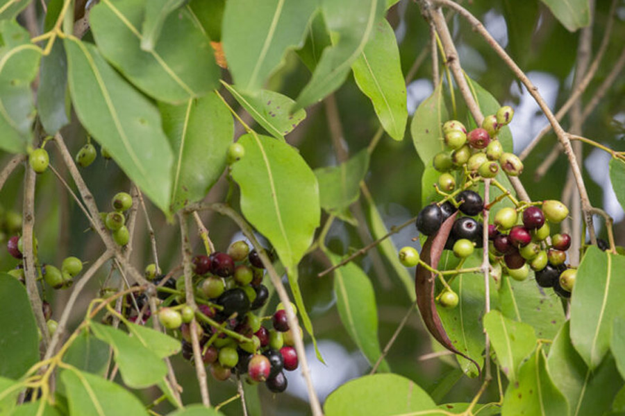 बगीचे में लगा रखा है जामुन का पेड़, इन 2 चीजों का करें छिड़काव...नहीं ...
