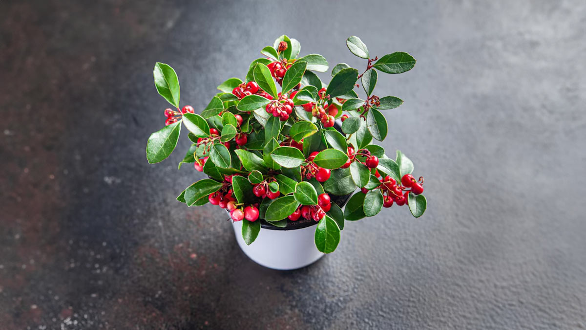 Cherry Plant At Home: घर की छत पर गमले में लगाएं चेरी का पौधा...बच ...