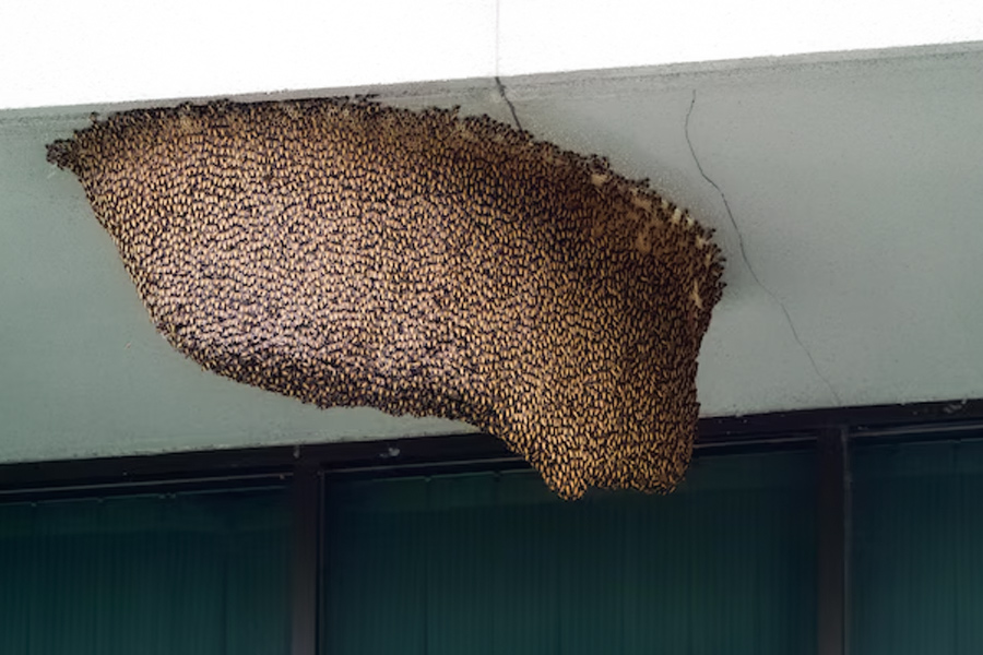 घर की बालकनी में बार-बार छत्ता बना लेती हैं मधुमक्खियां? भगाने में काम ...